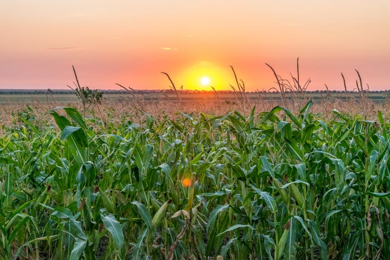 Beautiful Green Corn Field at Sunset. Corn Field at Sunset with ...