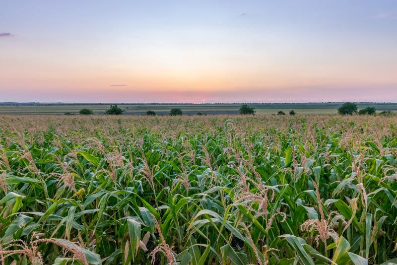 Beautiful Green Corn Field at Sunset. Corn Field at Sunset with ...