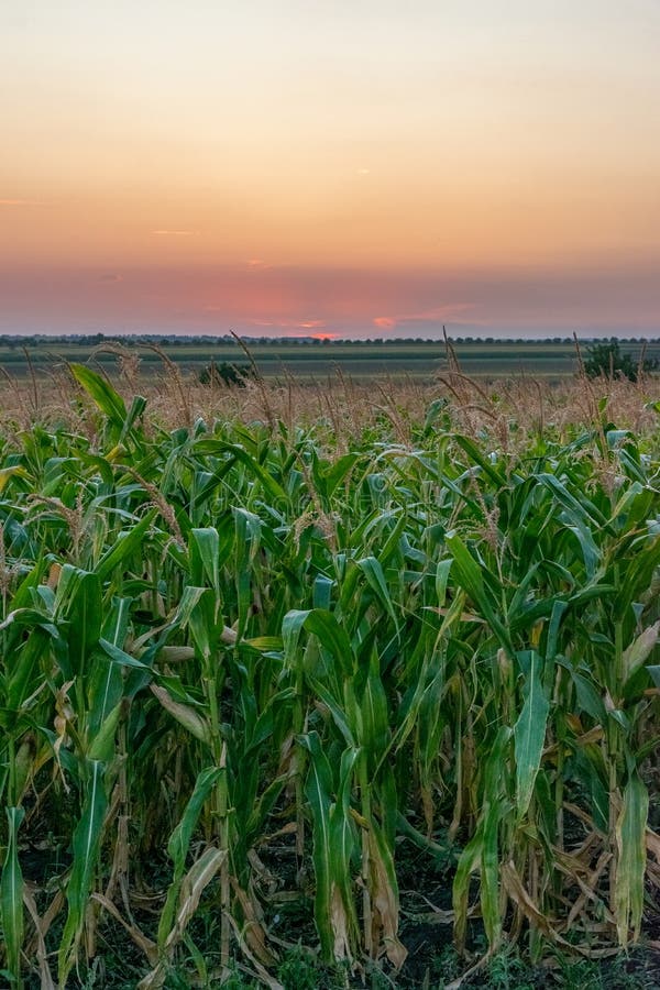 Beautiful Green Corn Field at Sunset. Corn Field at Sunset with ...