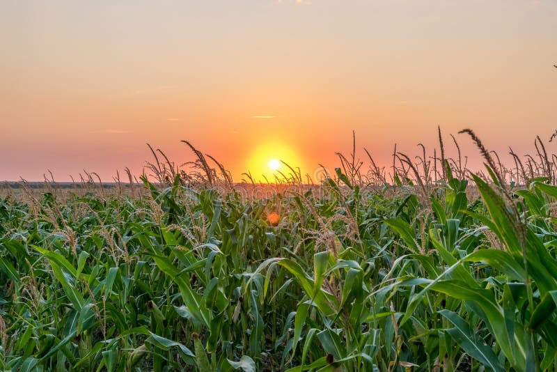 Beautiful Green Corn Field at Sunset. Corn Field at Sunset with ...