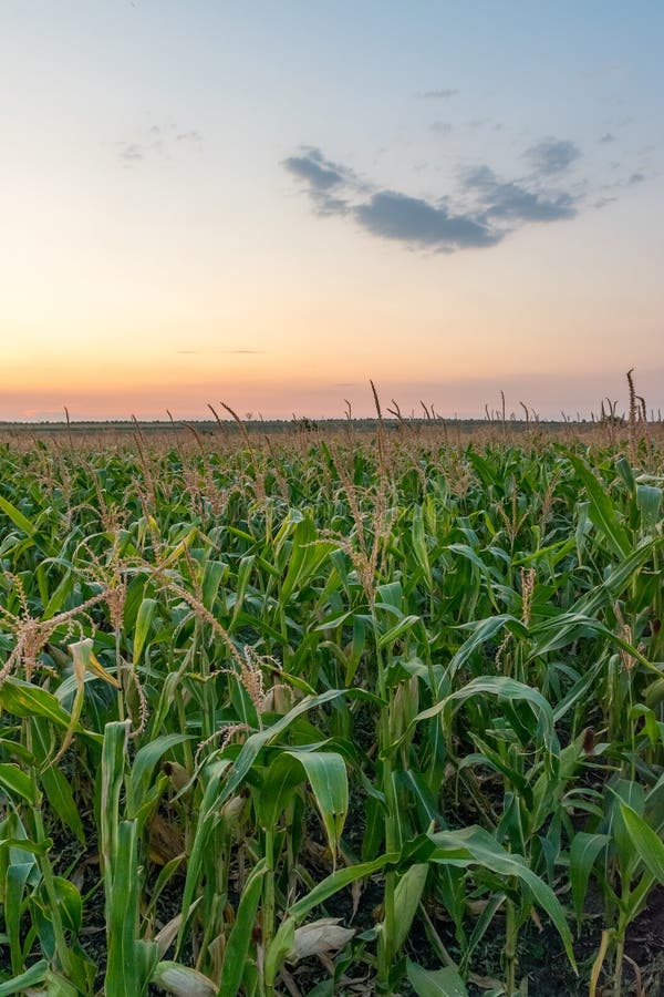 Beautiful Green Corn Field at Sunset. Corn Field at Sunset with ...