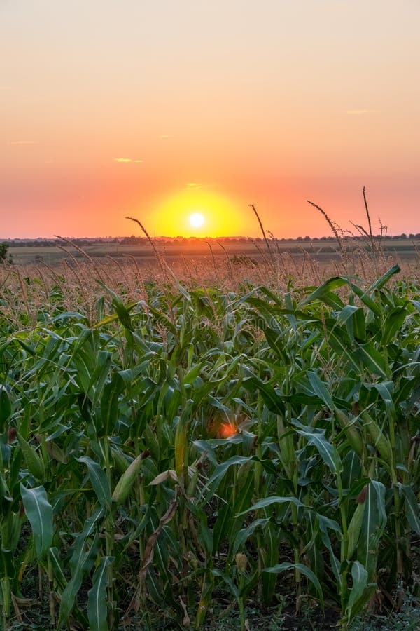 Beautiful Green Corn Field at Sunset. Corn Field at Sunset with ...