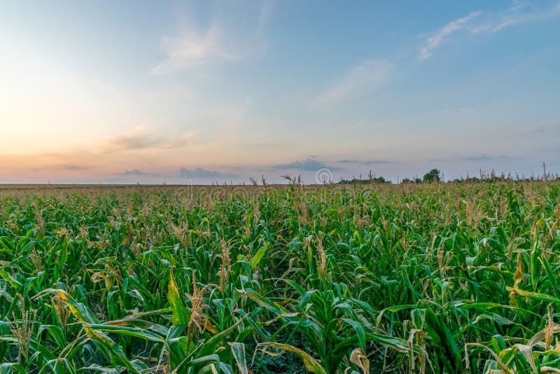 Beautiful Green Corn Field at Sunset. Corn Field at Sunset with ...