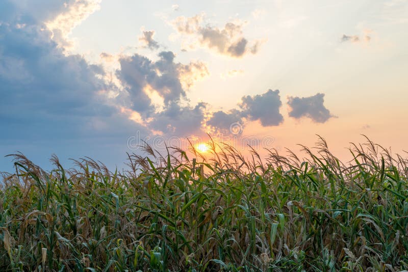 Beautiful Green Corn Field at Sunset. Corn Field at Sunset with ...