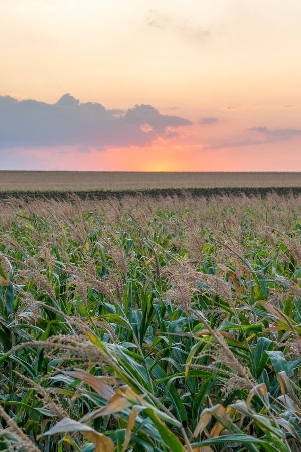 Beautiful Green Corn Field at Sunset. Corn Field at Sunset with ...