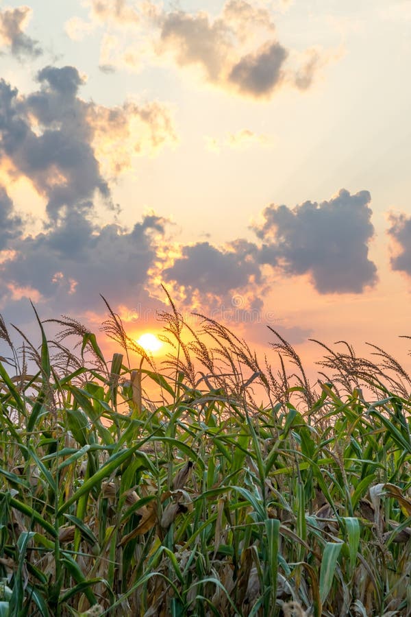 Beautiful Green Corn Field at Sunset. Corn Field at Sunset with ...