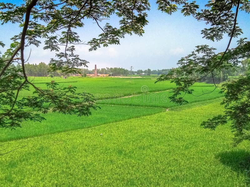 Beautiful Green Crop Fields Stock Image - Image of crop, bric: 227865737