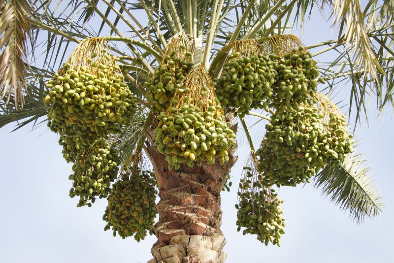 Beautiful Green Dates Hanging from the Tree Stock Photo - Image of ...