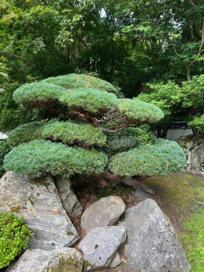 Beautiful Green Decorative Tree Growing in Park Stock Image - Image of ...