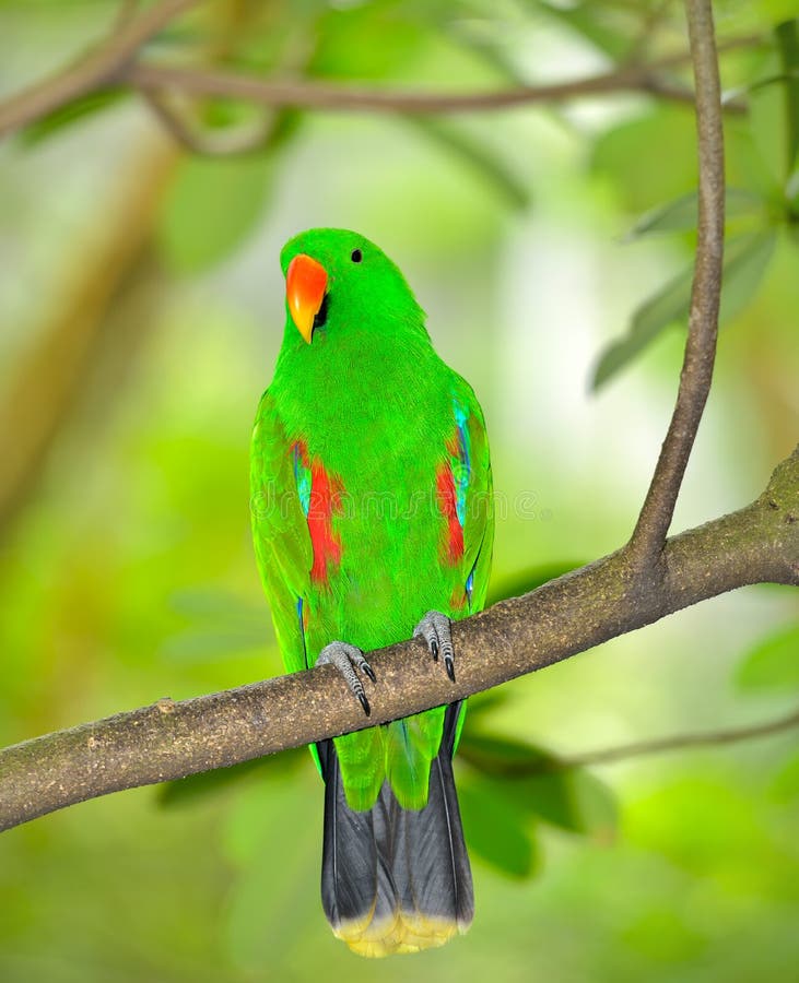 Beautiful Green Eclectus Parrot Bird Stock Photo - Image of outdoor ...