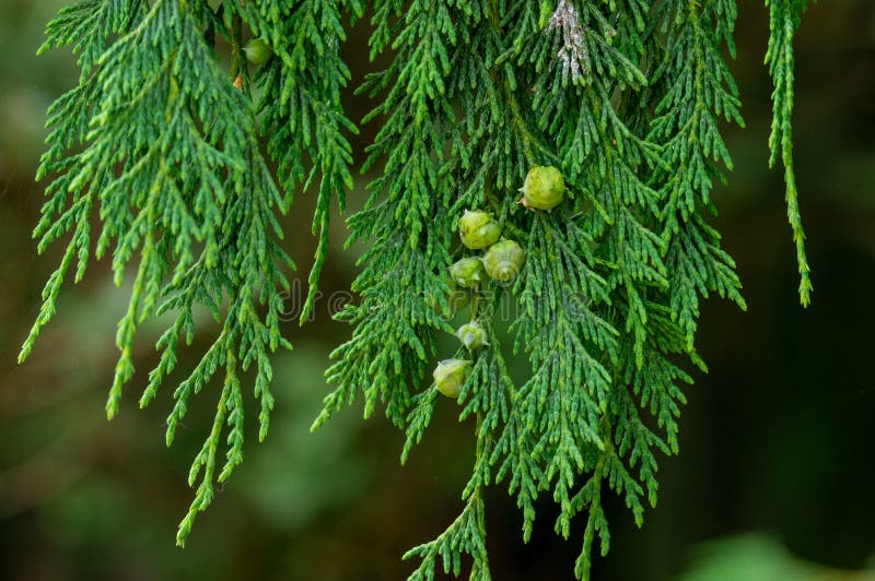 Beautiful Green of the Evergreen Cedar Tree Stock Photo - Image of ...