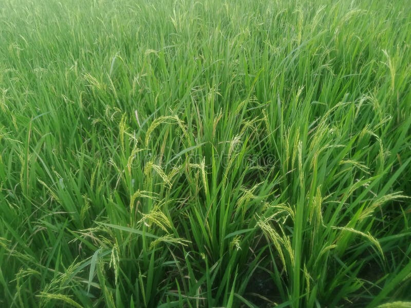 Beautiful Green Expanse of Leafy Trees and Rice Fruit in the Rice ...