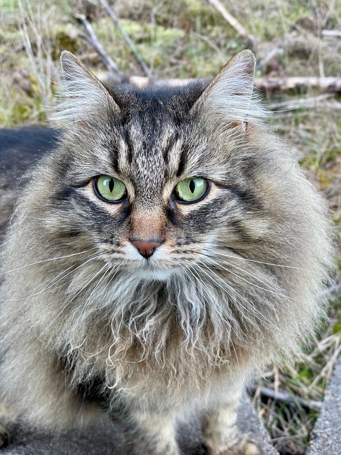 Beautiful Green Eyes of Siberian Forest Cat Stock Photo - Image of ...
