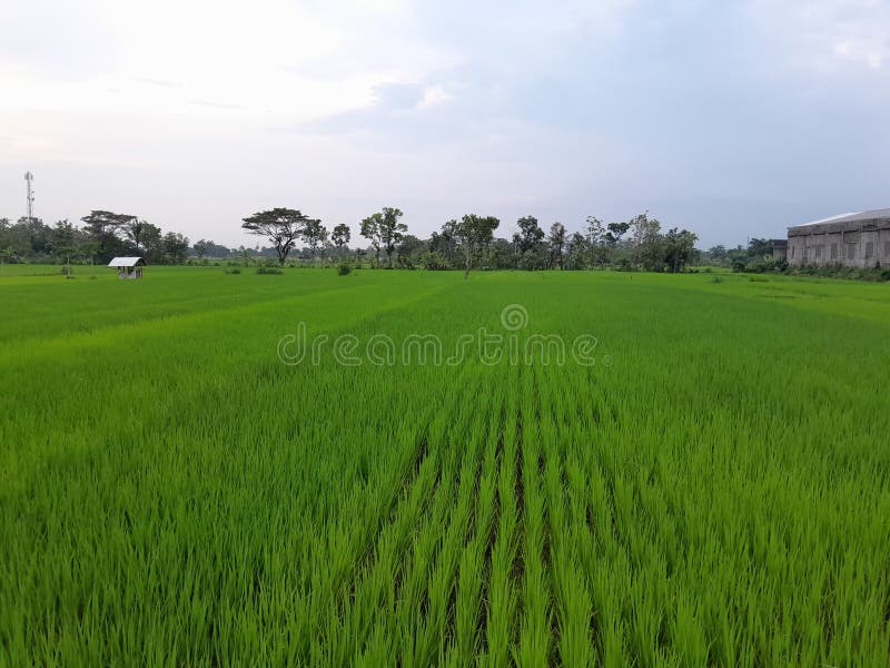 Beautiful Green Farm Field with Tiny Single Building in the Middle ...