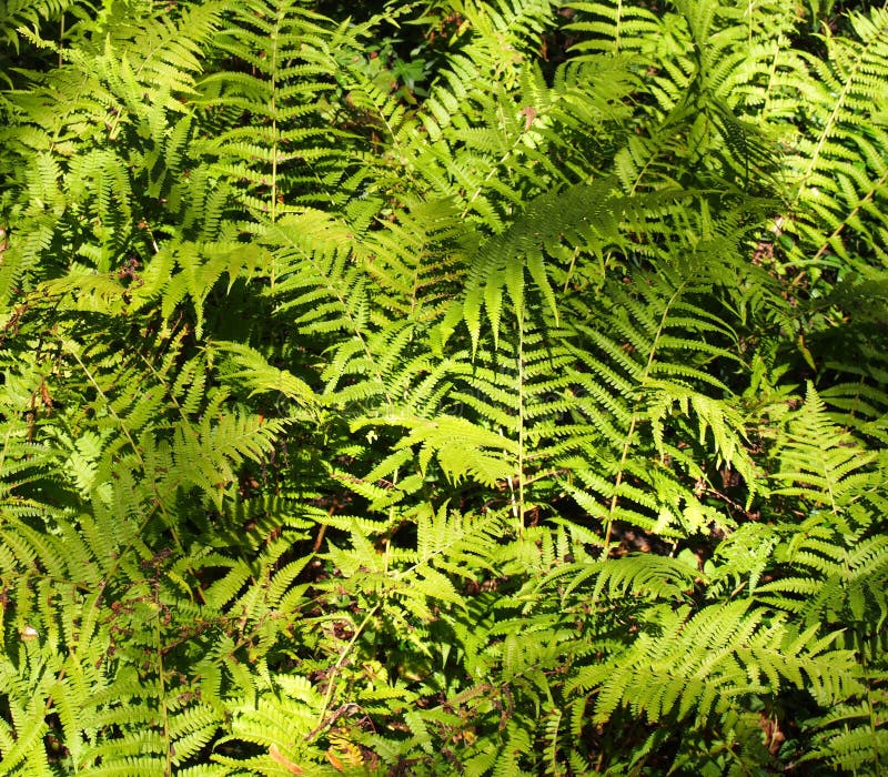 Beautiful green ferns stock image. Image of structure - 127629167