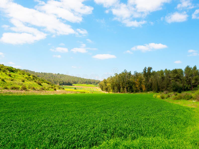 Beautiful green field stock photo. Image of forest, israel - 56191732