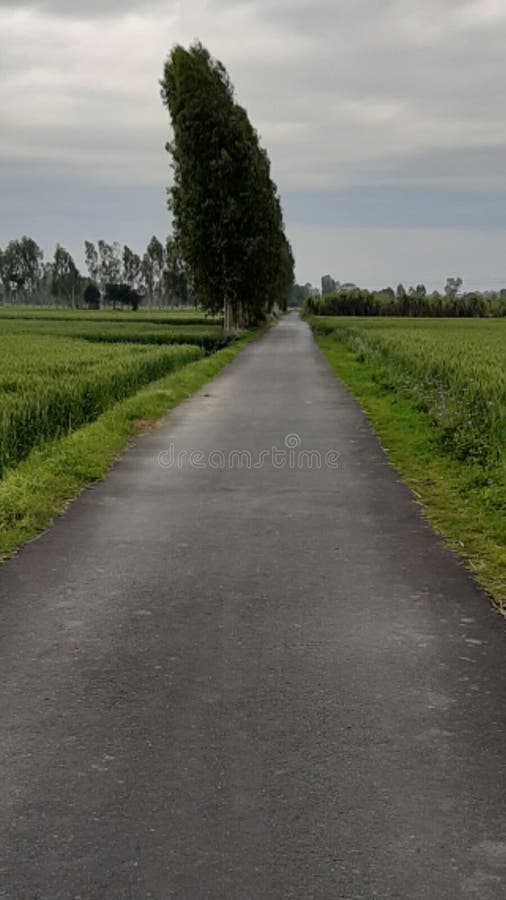 Beautiful green field Road stock photo. Image of agriculture - 216322410