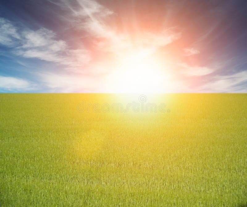 Beautiful Green Field on a Sunrise Stock Photo - Image of agriculture ...
