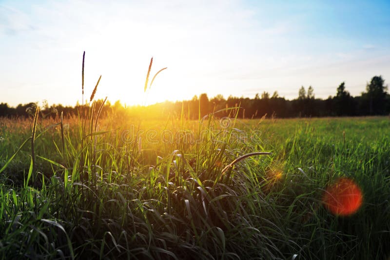 Beautiful Green Field at Sunset Time Stock Photo - Image of plain, leaf ...
