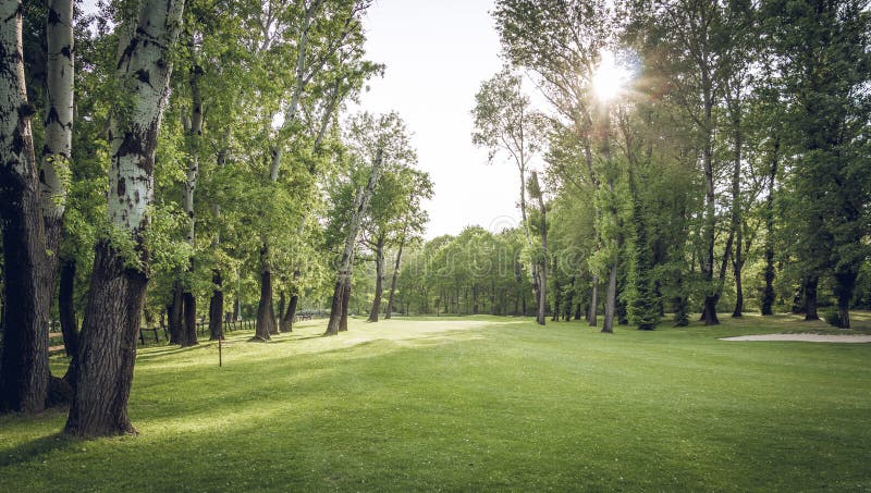 Beautiful Green Field in the Woods Stock Photo - Image of agriculture ...