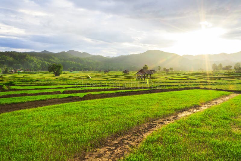 Beautiful green fields stock photo. Image of bright, environment - 42741778