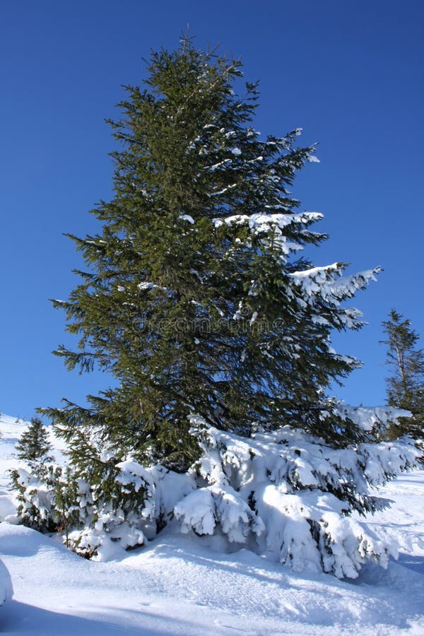 Beautiful Green Fir-tree in To Snow Stock Photo - Image of branches ...