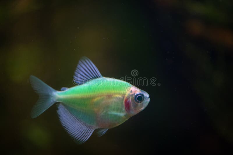 Beautiful Green Fish in Aquarium Stock Photo - Image of underwater ...
