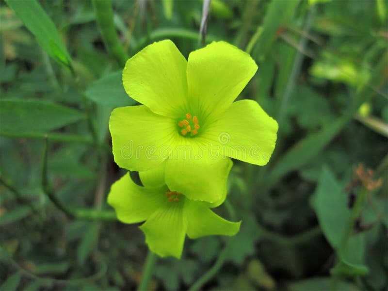A Beautiful Green Flower on the Field Stock Photo - Image of buttons ...