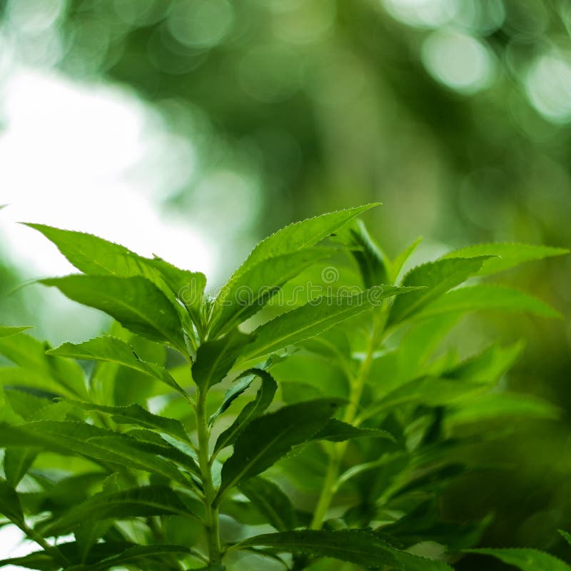 Beautiful Green Flower Plant Stock Photo - Image of branch, shrub ...