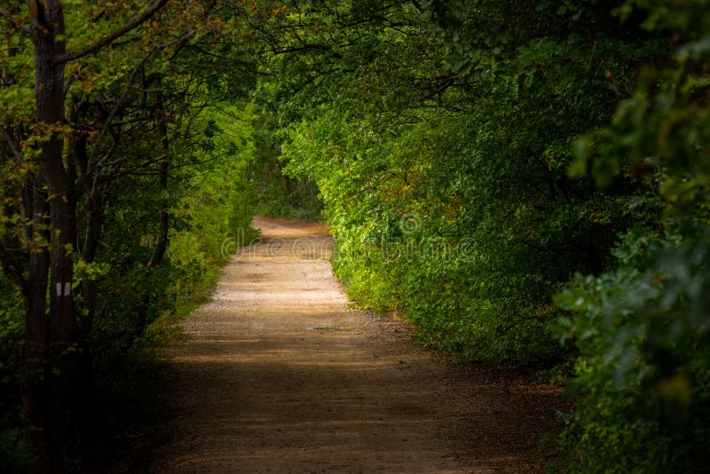Green Foliage with Forestal Path Angle Shot Stock Image - Image of path ...