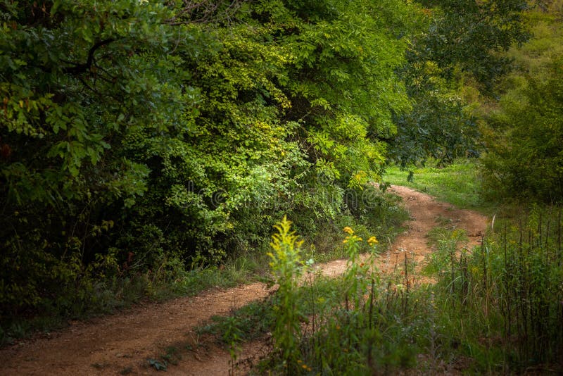 Green Foliage with Forestal Path Angle Shot Stock Image - Image of dirt ...
