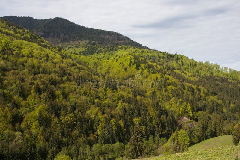 The beautiful green forest stock photo. Image of romania - 143453066