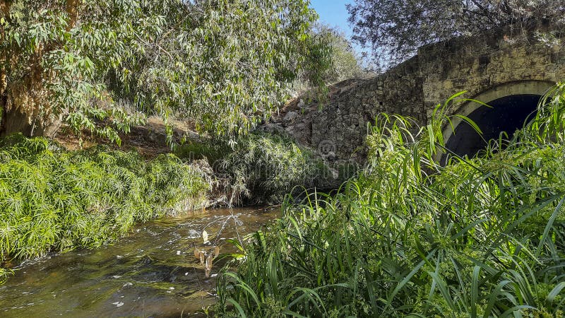 Beautiful Green Forest in Jerusalem Stock Image - Image of railroad ...