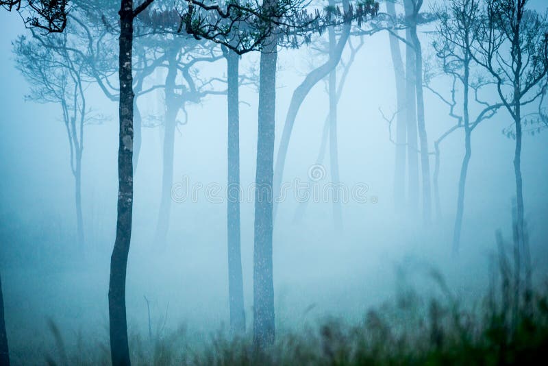 Beautiful Green Forest with Mist Stock Photo - Image of tree, deciduous ...