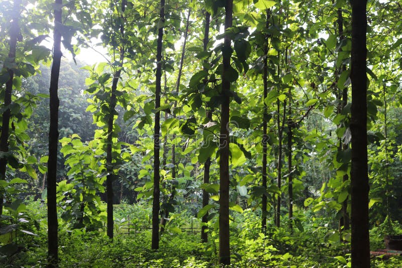 Beautiful Green Forest. Natural Green Trees Backgrounds Stock Photo ...