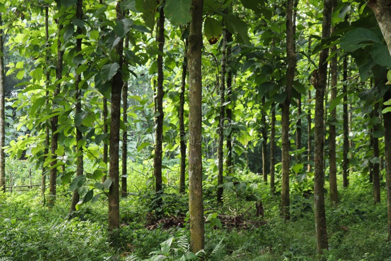 Beautiful Green Forest. Nature Green Trees Backgrounds Stock Photo ...
