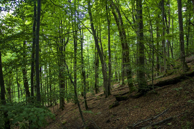 Beautiful Green Forest with Forest Path. Tall Green Trees. Forest ...