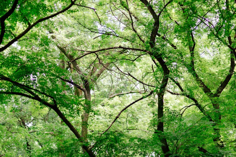 Beautiful Green Forest at Spring Stock Image - Image of growth ...