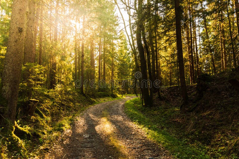Beautiful Green Forest with Sun Rays Coming through Stock Photo - Image ...