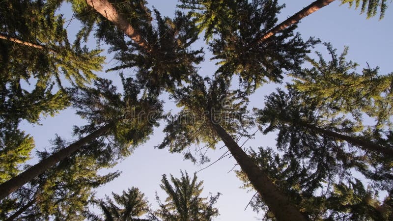 Beautiful Green Forest, Tall Trees on the Background of the Blue Sky ...