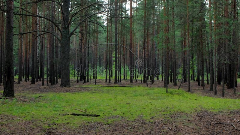 Beautiful Green Forest, Tracking Shot. Stock Video - Video of motion ...