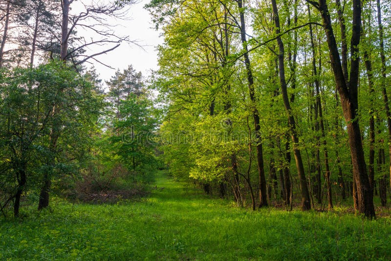 Beautiful Green Forest Trees, Path in Spring Forest in Hungary Stock ...