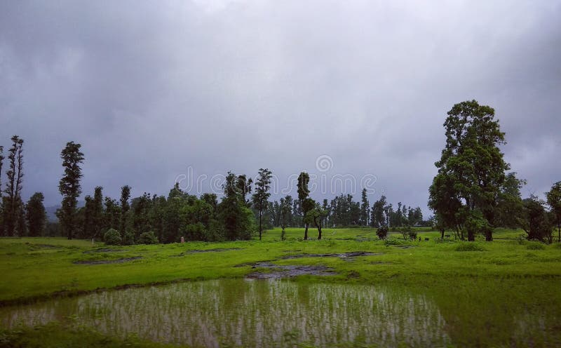 Beautiful Green Forest Trees Stock Image - Image of scene, beautiful ...