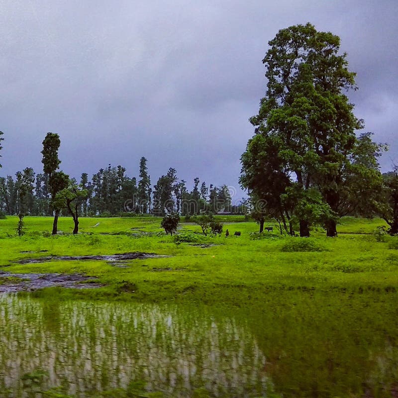 Beautiful Green Forest Trees Stock Photo - Image of scene, trees: 97242330