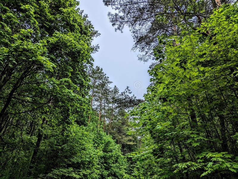 Beautiful Green Forest with a View of the Sky Stock Photo - Image of ...