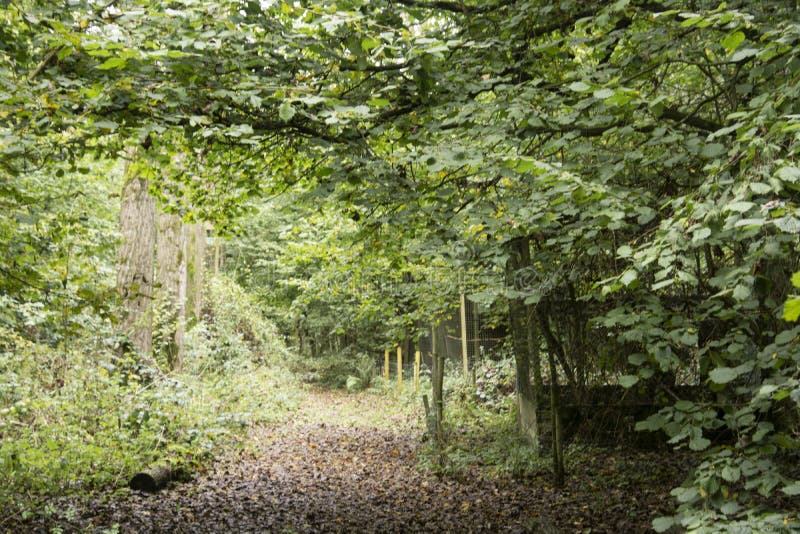 Beautiful Green Forest View in Summer Stock Photo - Image of background ...