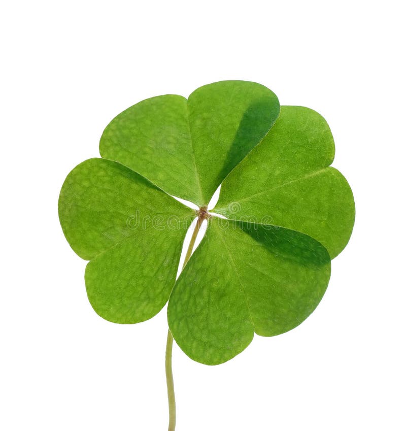 Beautiful Green Four Leaf Clover Isolated on White Stock Image - Image ...