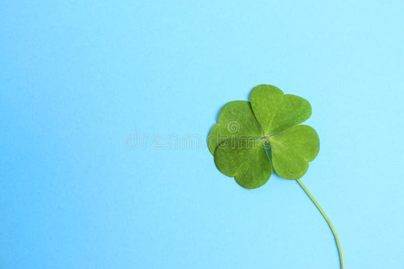Beautiful Green Four Leaf Clover on Light Blue Background, Top View ...