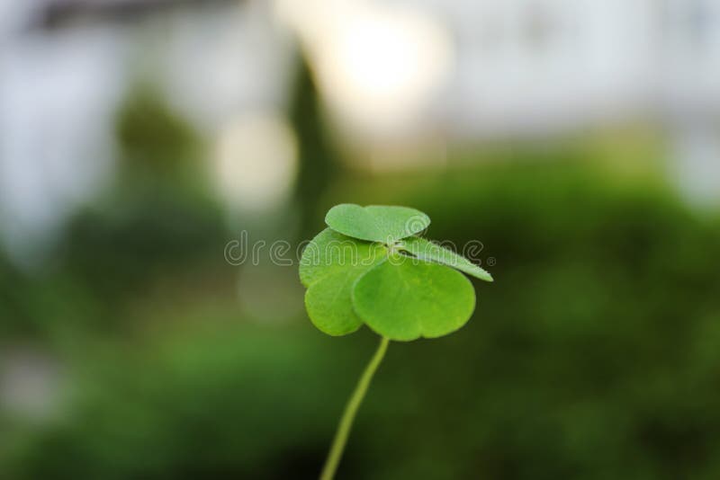 Beautiful Green Four Leaf Clover Outdoors, Closeup. Symbol of Luck ...