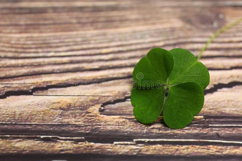 Beautiful Green Four Leaf Clover on Wooden Table. Space for Text Stock ...